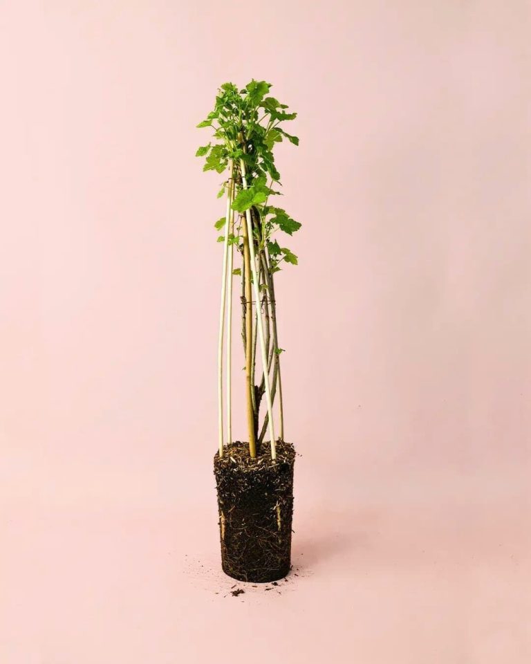 Grosella Roja Arbusto Frutal | Plantas Naturales Exterior | Pur Plant