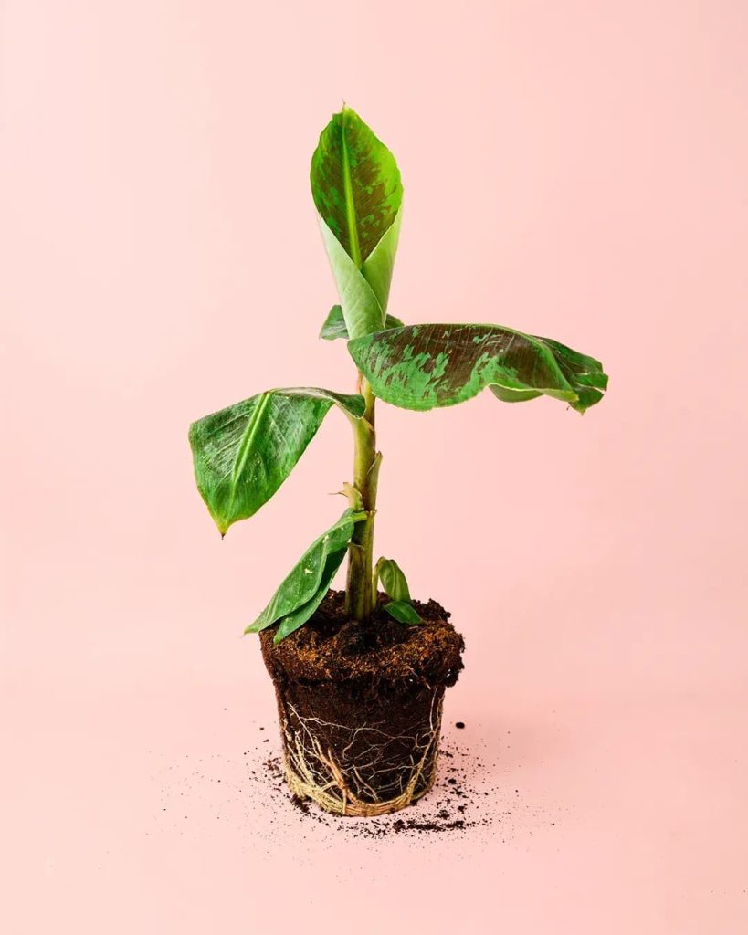 Platanera Musa | Plantas Naturales Exterior | Pur Plant