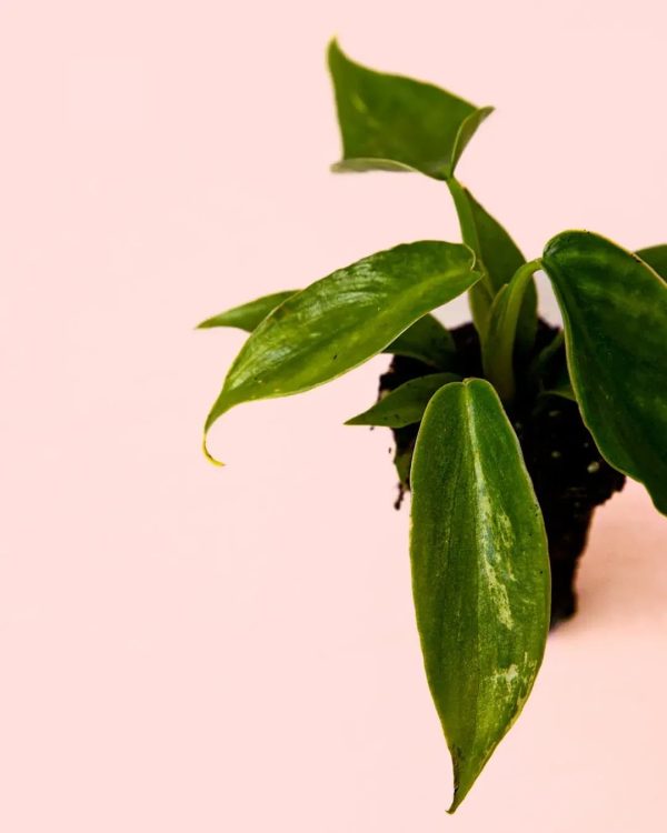 Philodendron Dragon Mini | Comprar Online | Pur Plant