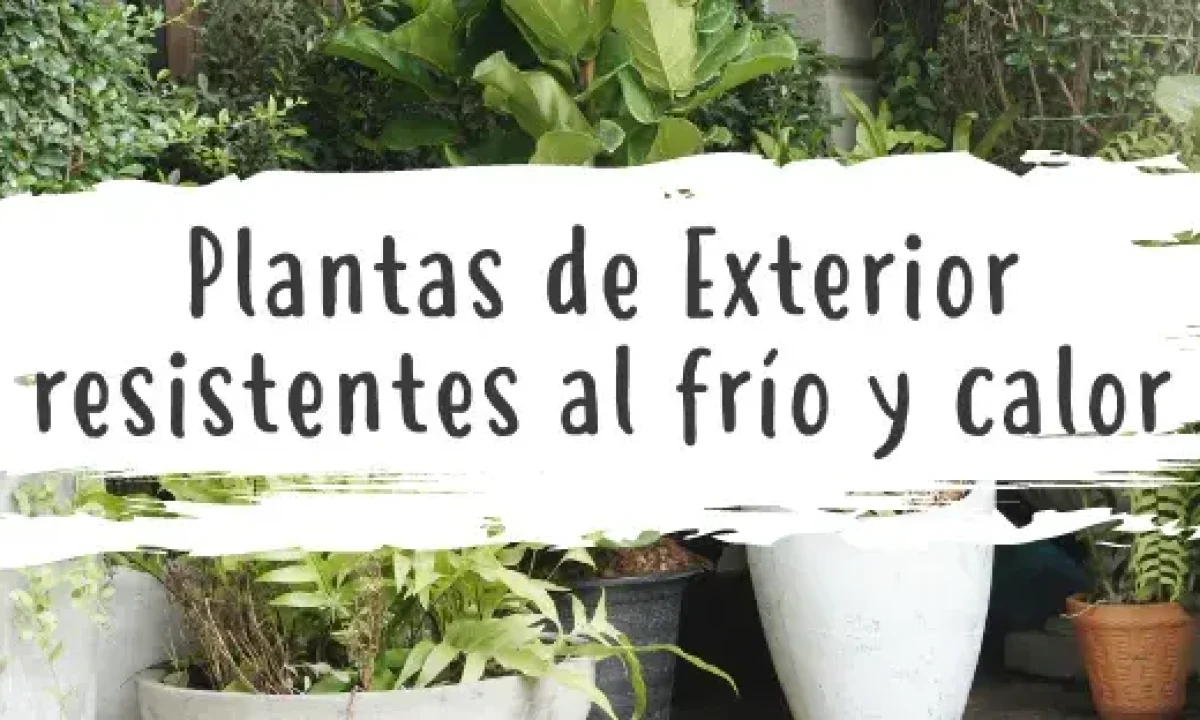 Nombres De Plantas Para Jardineras