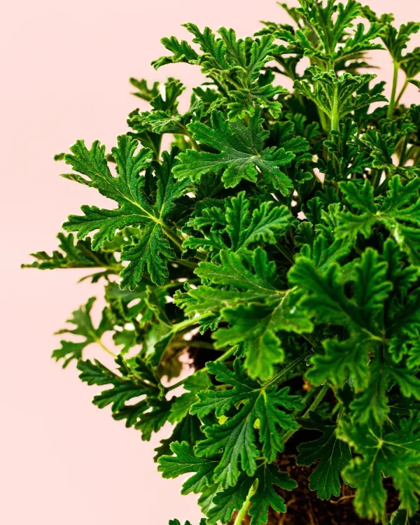 Citronela Planta Natural Antimosquitos | Comprar Online | Pur Plant