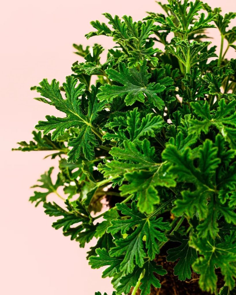 Citronela Natural Antimosquitos | Planta Natural Exterior | Pur Plant