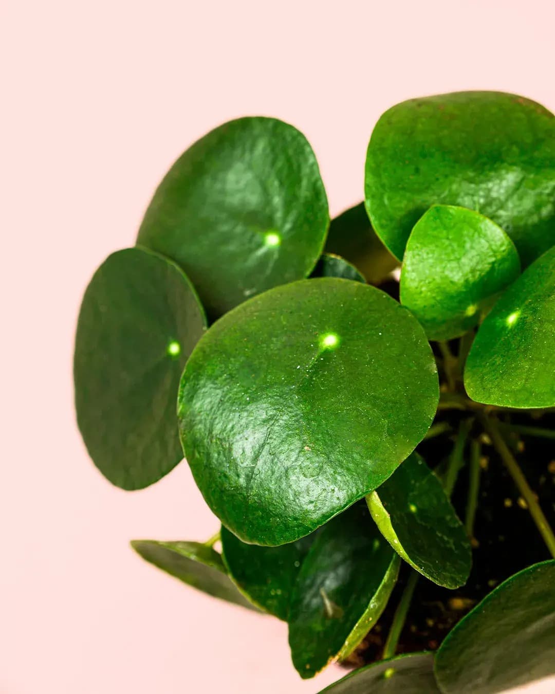 Pilea Peperomioides M | Comprar Online | Pur Plant