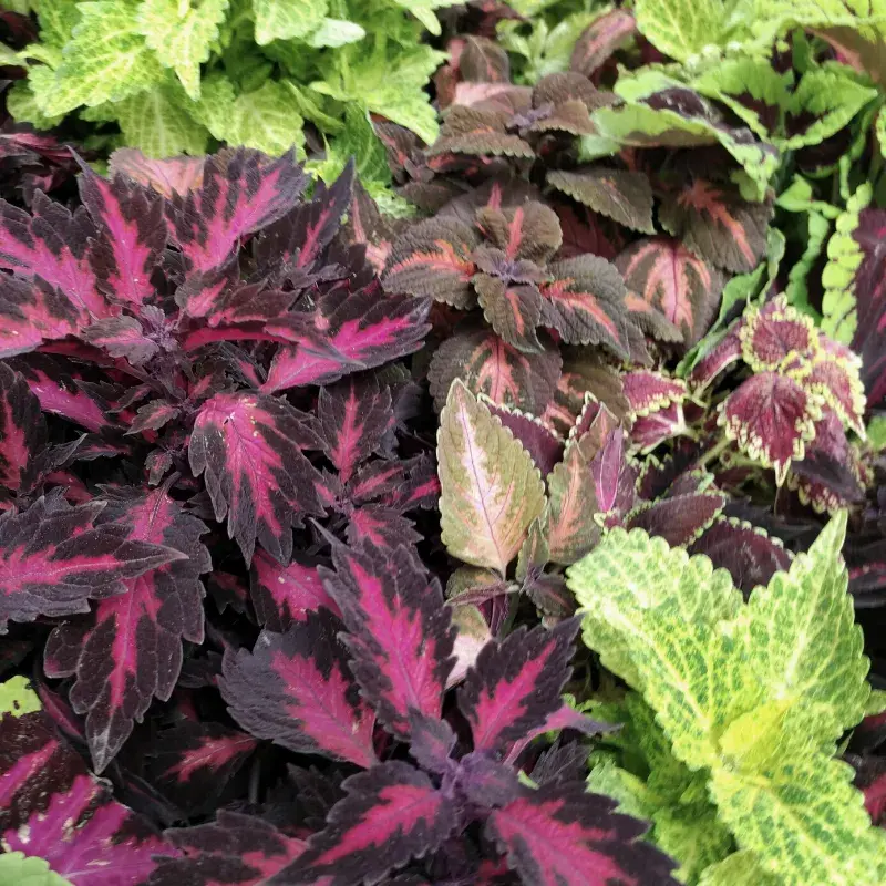 Tipos de Coleo | Características principales | Pur Plant