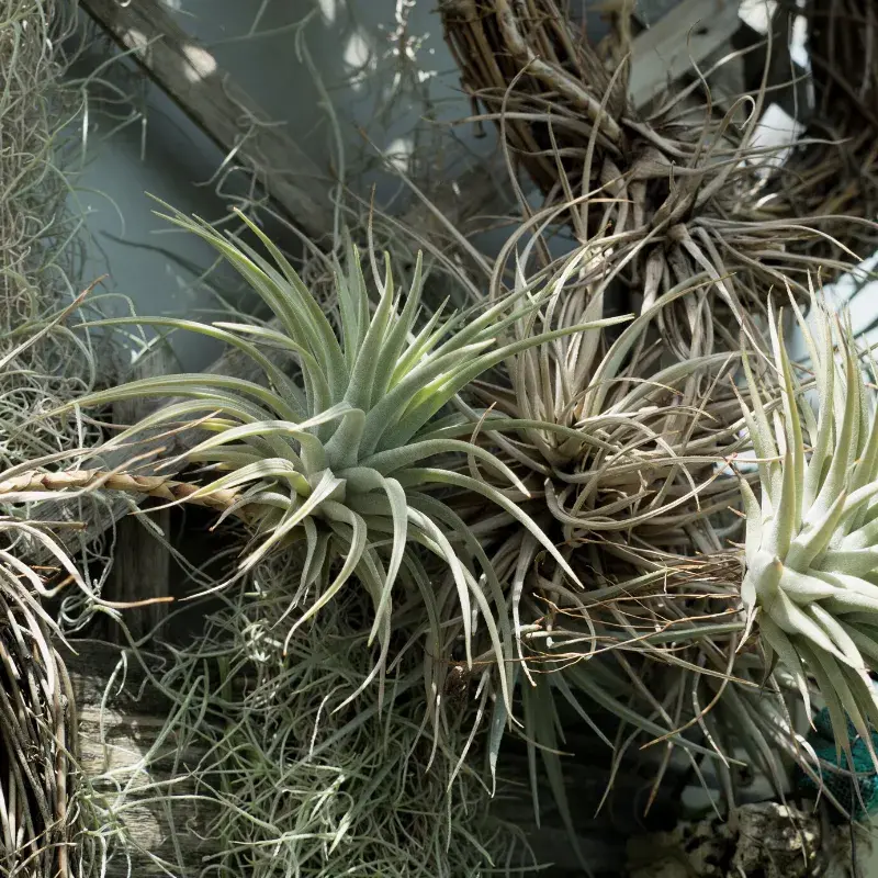 Tipos de Tillandsias | Características principales | Pur Plant