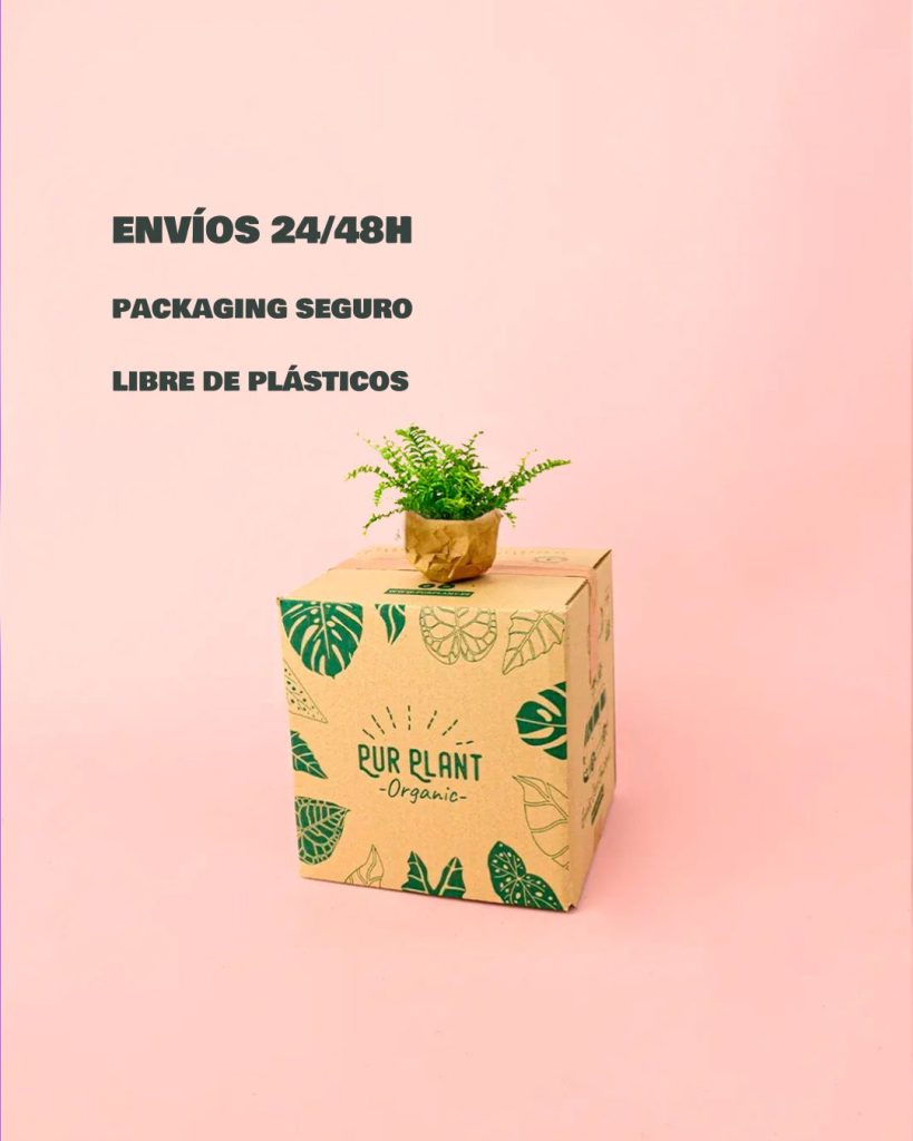 Helecho Mini | Plantas Naturales Interior | Pur Plant