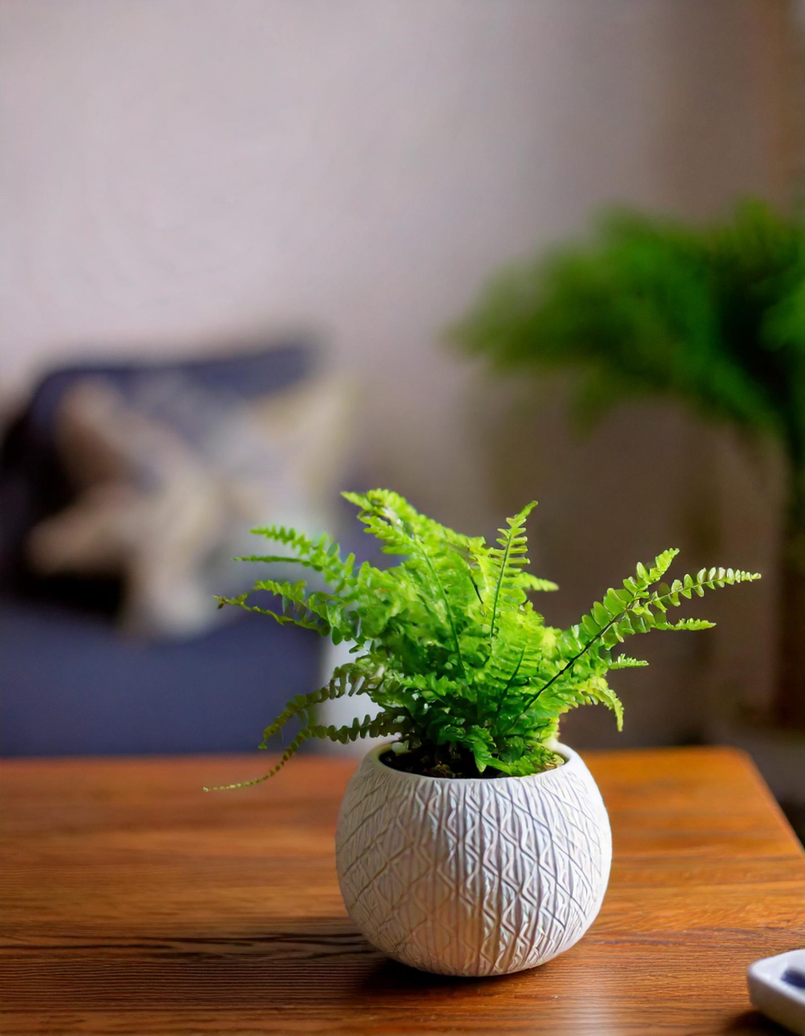 Helecho Mini | Plantas Naturales Interior | Pur Plant