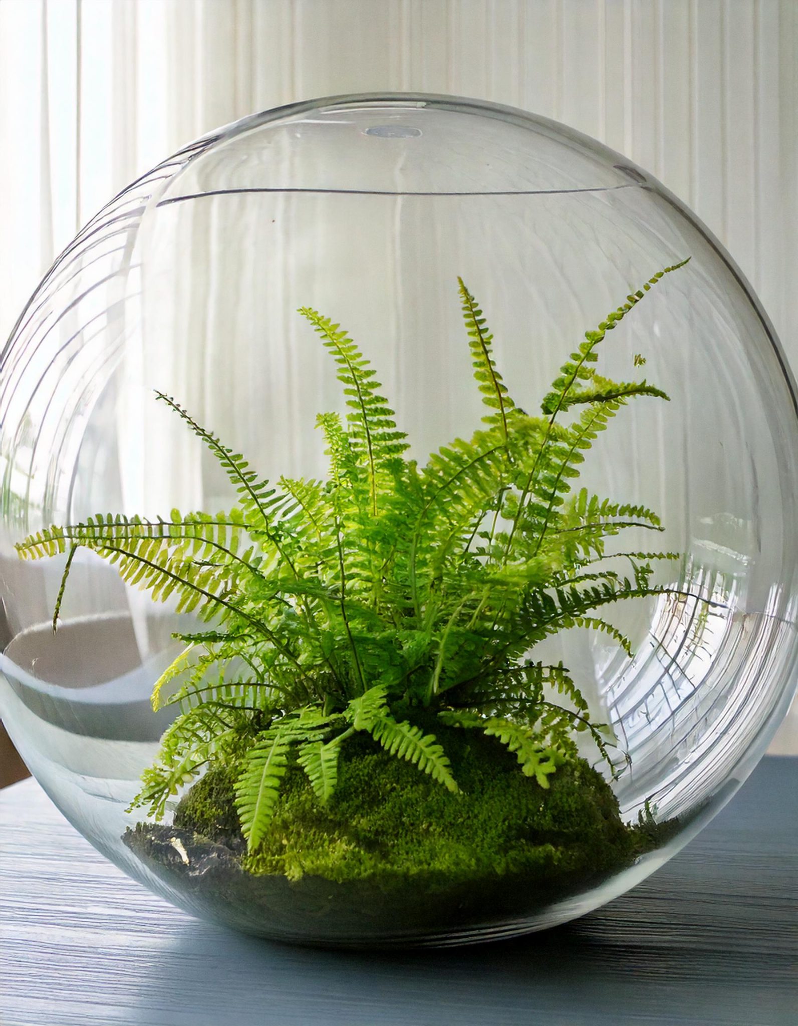 Helecho Mini | Plantas Naturales Interior | Pur Plant