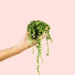 Senecio Rowleyanus Mini | Comprar Online | Pur Plant