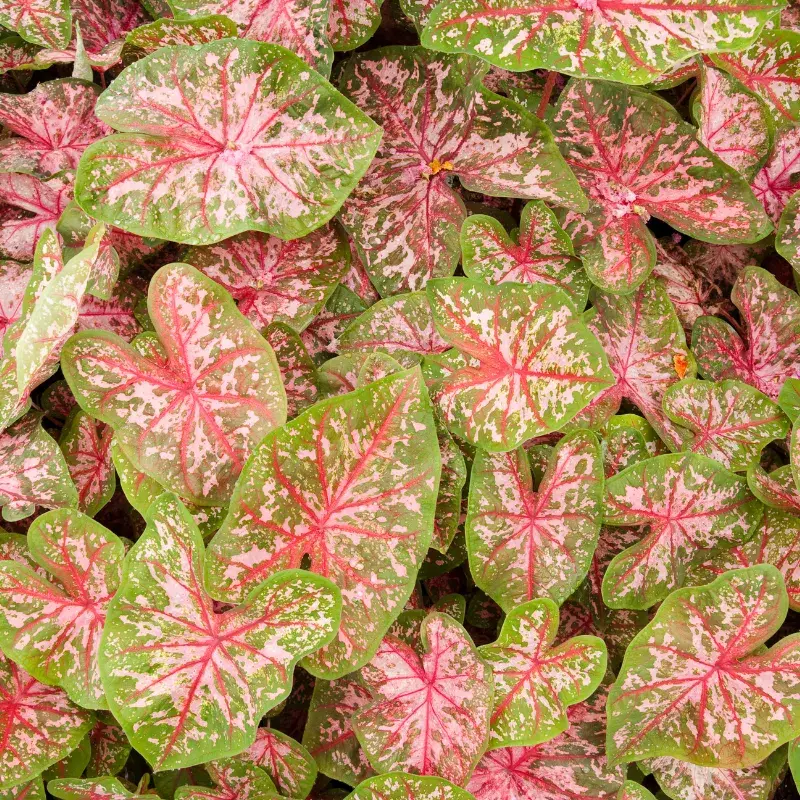 Tipos de Caladium | Características Principales | Pur Plant