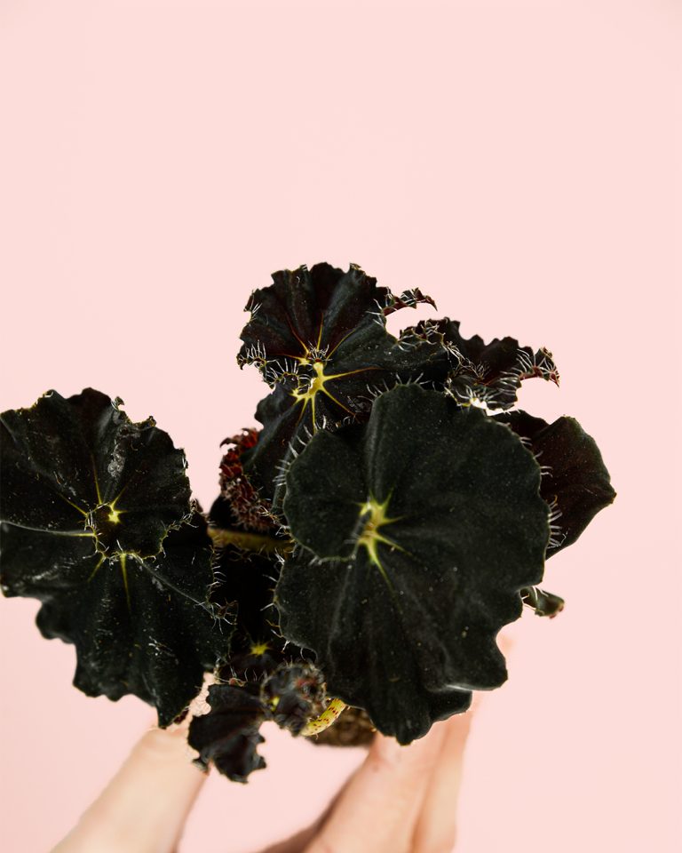 Begonia Rex Dark Mini | Plantas Naturales Interior | Pur Plant