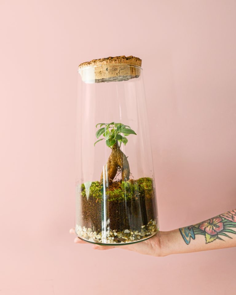 Terrarios | Aprende a Diseñar y Cuidar tu Terrario | Pur Plant