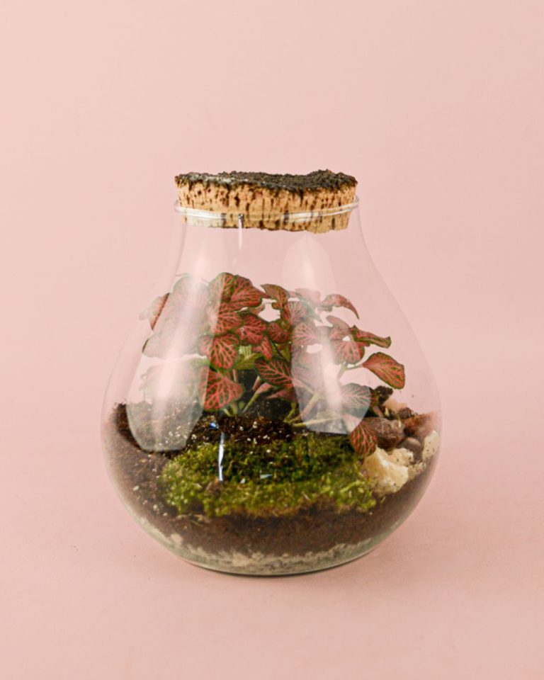 Terrarios | Aprende a Diseñar y Cuidar tu Terrario | Pur Plant