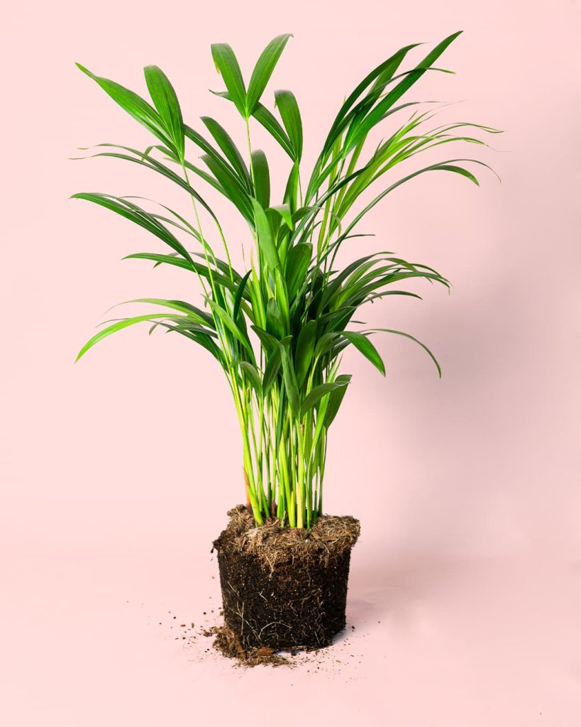 Palmera: Qué es y Cuáles son sus Partes - Pur Plant