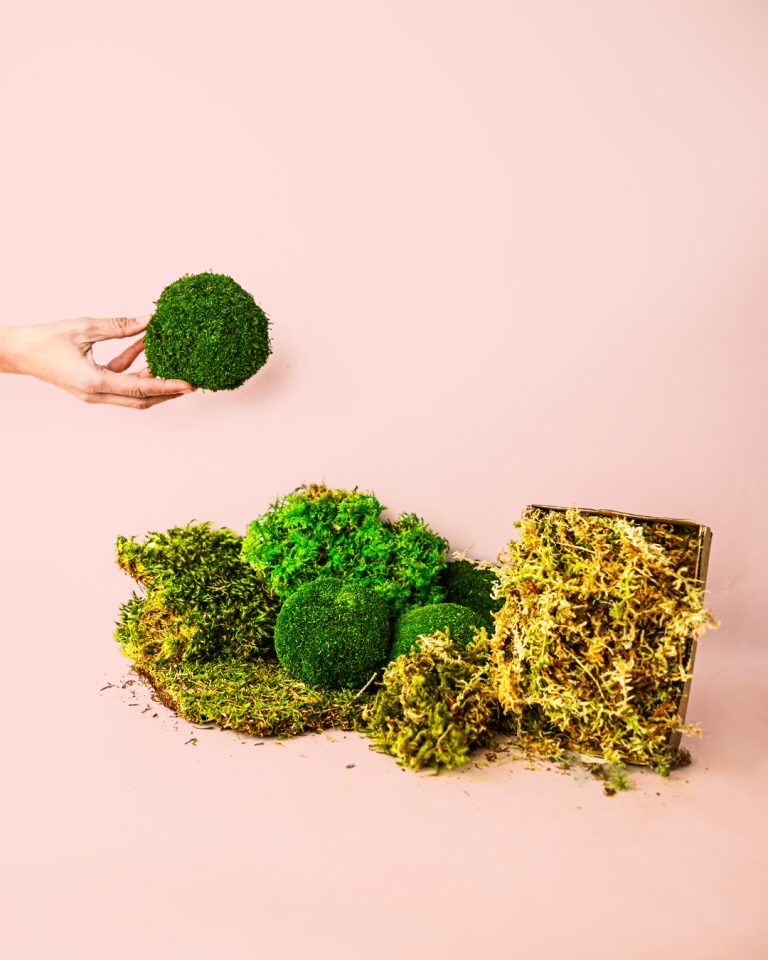 Qué es un Musgo & para Qué Sirve | Pur Plant