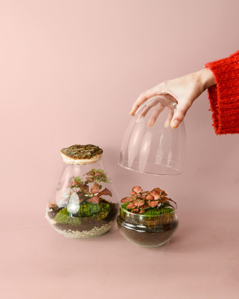 Fittonia Pink Mini | Plantas Naturales para Terrario | Pur Plant