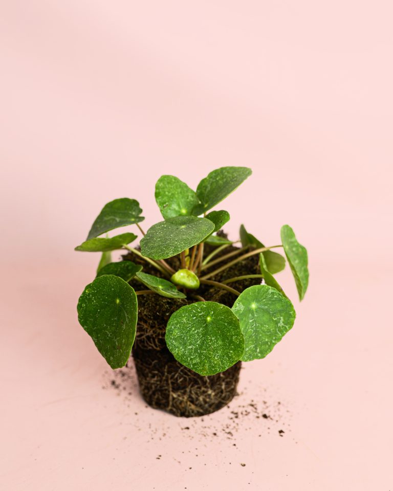 Pilea Peperomioides Sugar M | Planta Natural Interior | Pur Plant