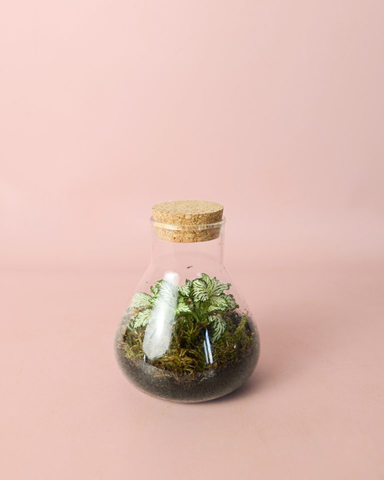 Mini Terrario Fittonia Mix | Terrario Plantas Cristal | Pur Plant