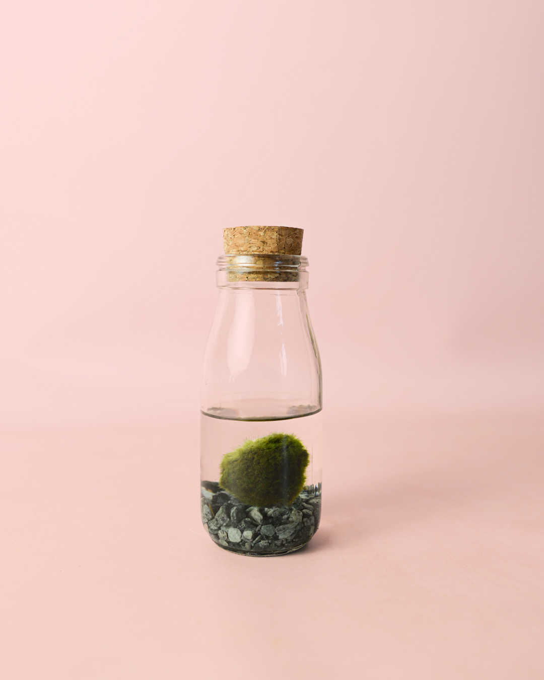 Mini Terrario Planta Acuática | Comprar Online | Pur Plant