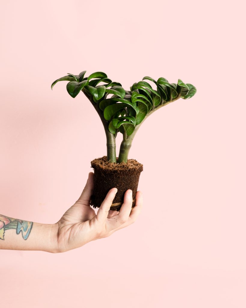 Zamioculca Zenzi | Mini Planta Natural Interior| Pur Plant