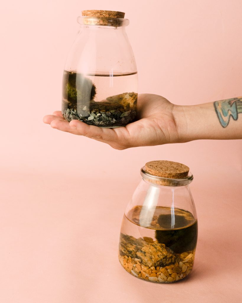 Marimo Ball Mini Terrario | Terrario Plantas Cristal | Pur Plant
