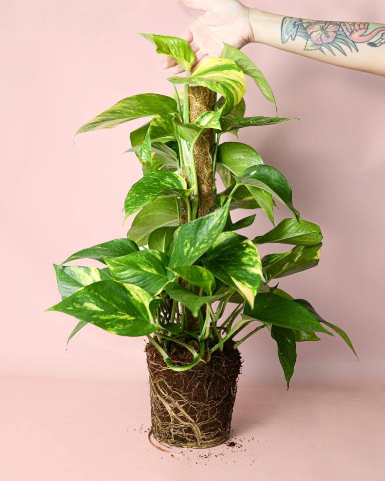 Potho con Tutor | Plantas Naturales Interior | Pur Plant