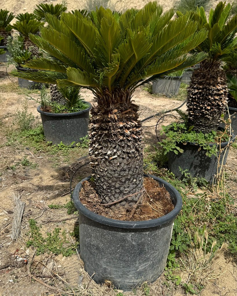 Cyca Revoluta XL | Plantas Naturales Exterior | Pur Plant