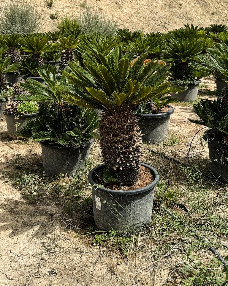 Cyca Revoluta XL | Plantas Naturales Exterior | Pur Plant