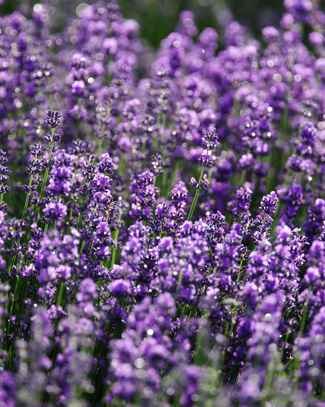 Lavanda: Propiedades y Beneficios - Pur Plant