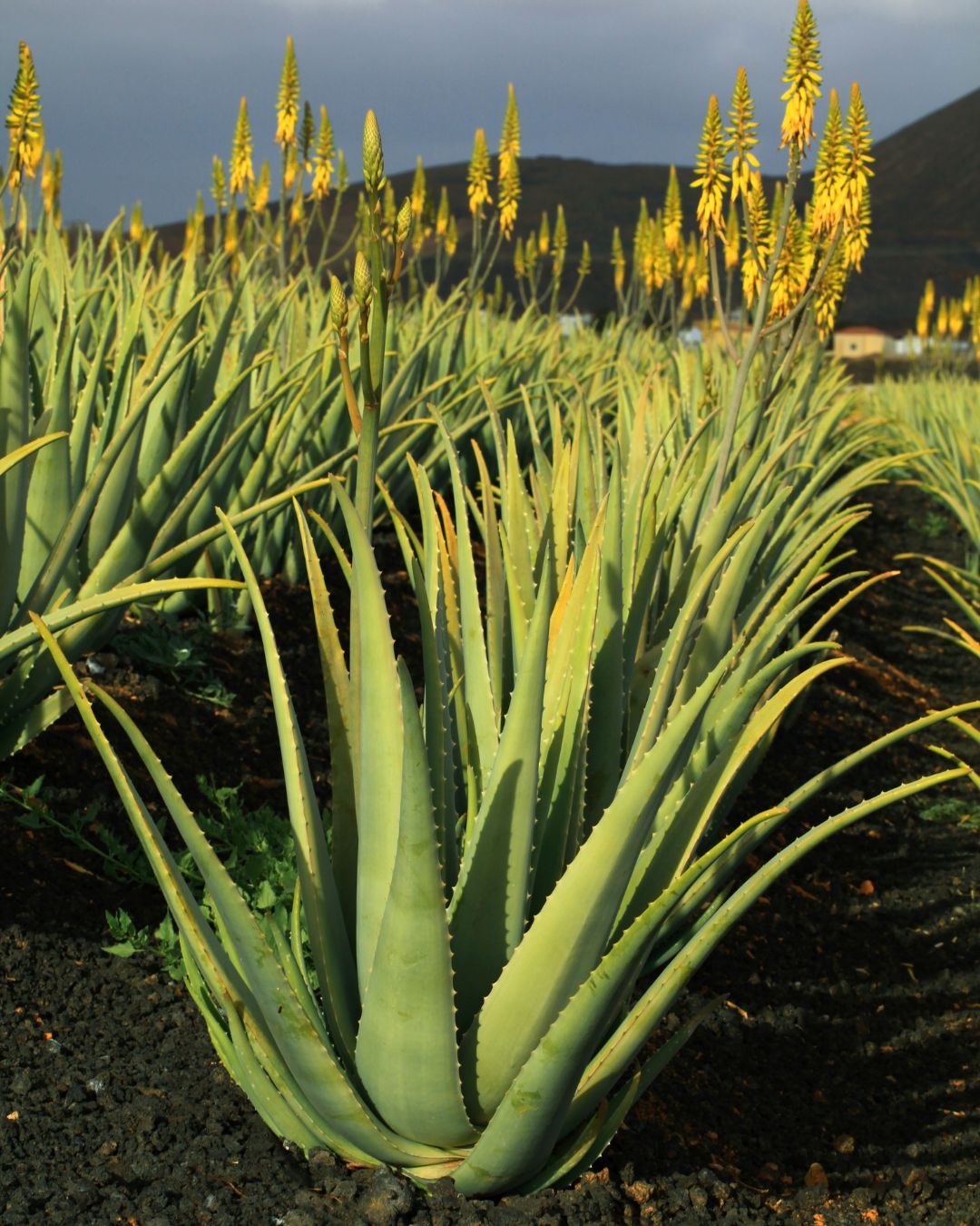 Cómo y Cuándo Plantar Aloe Vera - Pur Plant