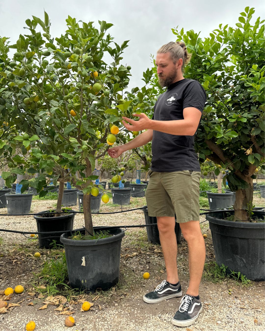 Cómo y Cuándo Plantar Limonero - Pur Plant