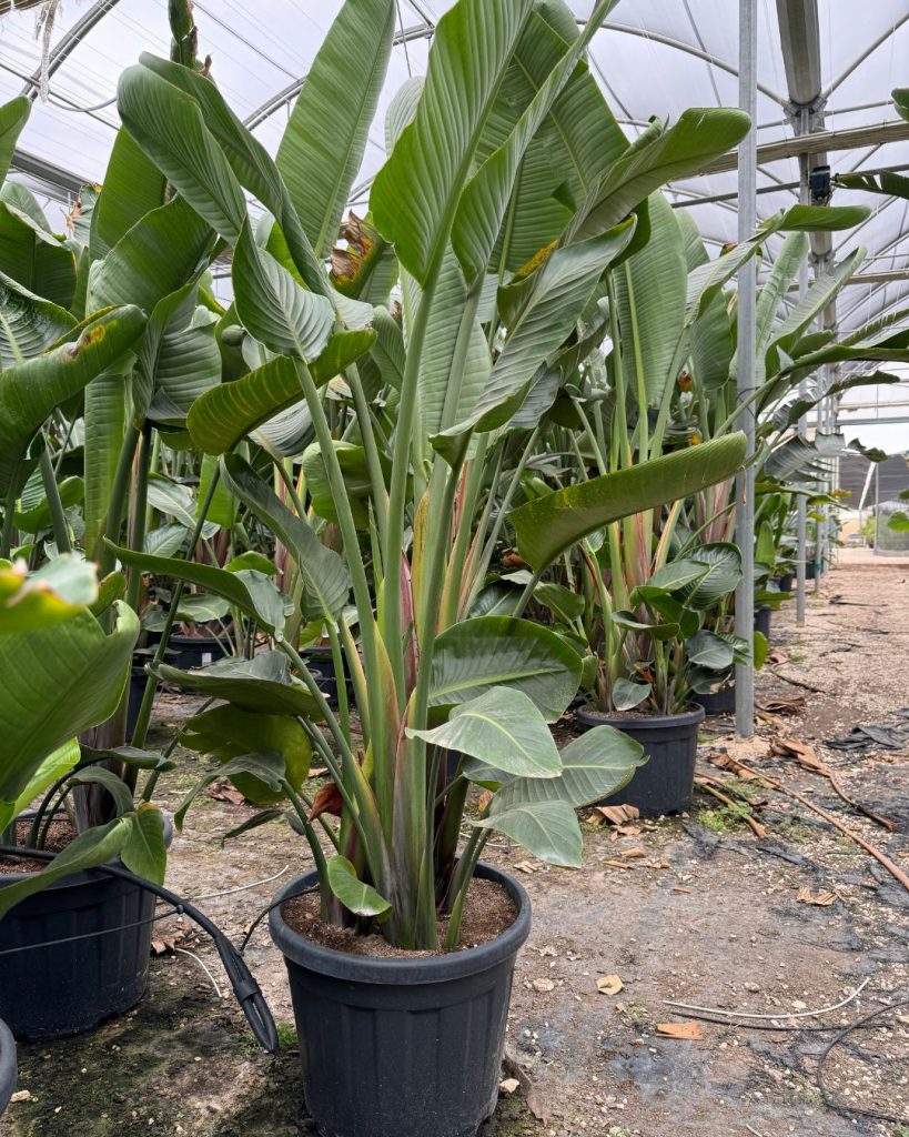 Strelitzia Nicolai XL | Comprar Online | Pur Plant