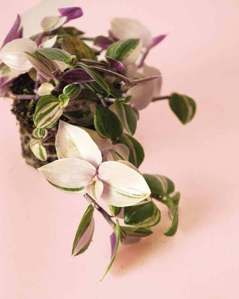 Tradescantia Tricolor | Mini Planta Natural | Pur Plant