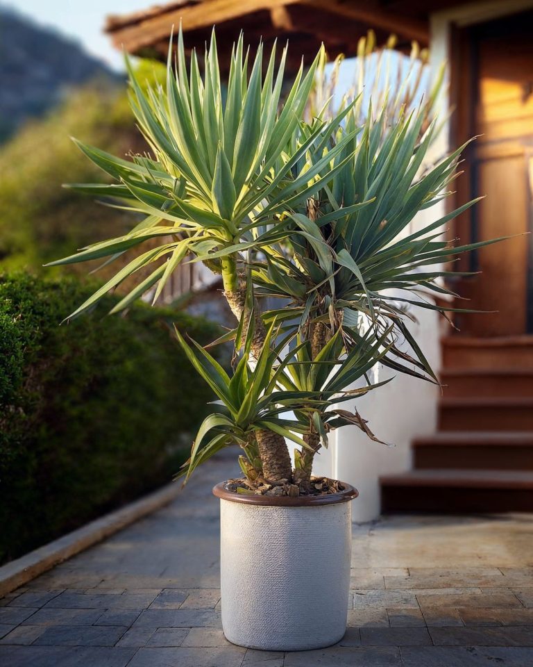 Yucca Elephantipes XL | Comprar Online | Pur Plant