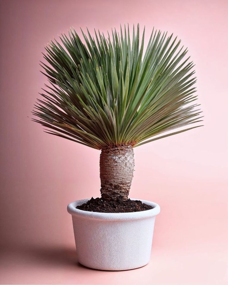 Yucca: Propiedades y Beneficios - Pur Plant