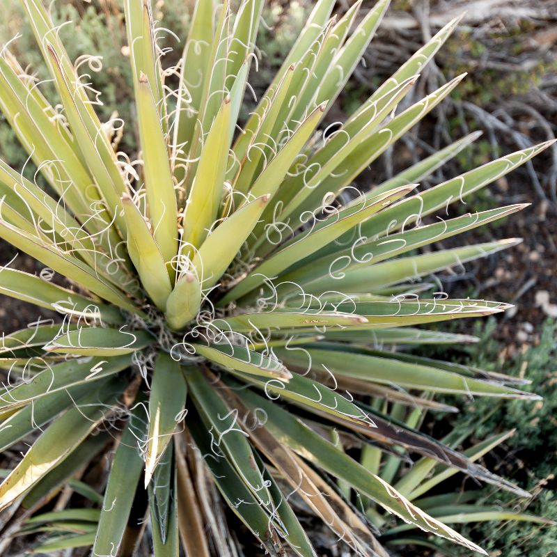 Enfermedades de la Yucca | Solución al Problema | Pur Plant