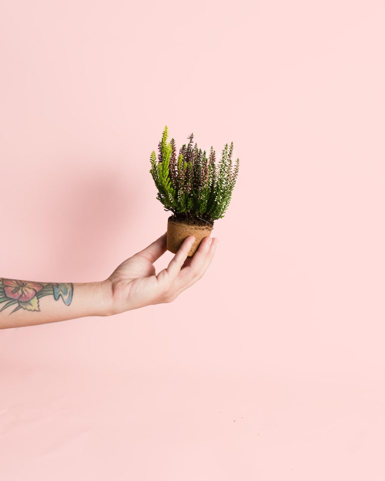 Tipos de Brezo | Características principales | Pur Plant