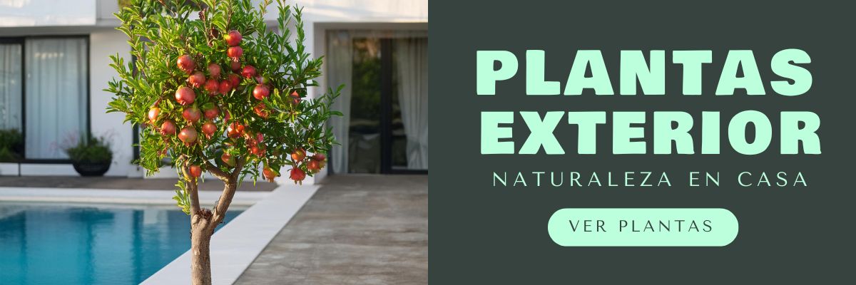 Cómo y Cuándo Plantar Jazminero - Pur Plant