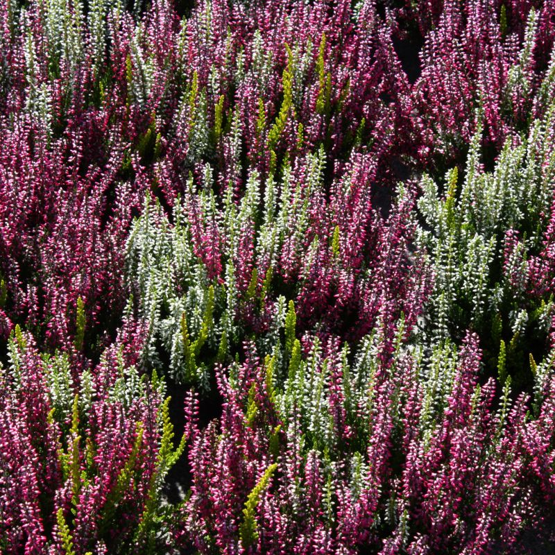 Tipos De Plantas De Brezo Brezo: Cómo Cuidar Esta Planta En Nuestra