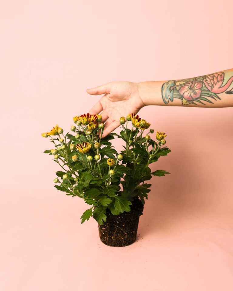 Cómo y Cuándo Podar Crisantemo - Pur Plant