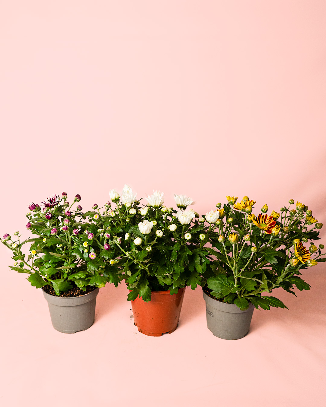 Crisantemo | Plantas Naturales Exterior | Pur Plant