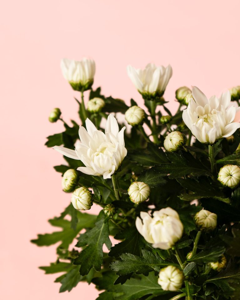 Tipos de Crisantemo | Características principales | Pur Plant