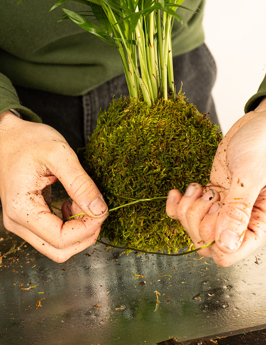 Cómo Hacer una Kokedama en Casa - Pur Plant