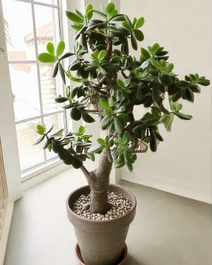 Árbol de Jade: Qué es y Para Qué Sirve - Pur Plant