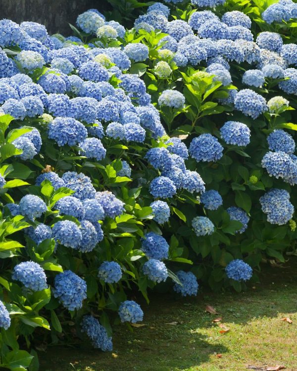 Cómo y Cuándo Podar Hortensias - Pur Plant