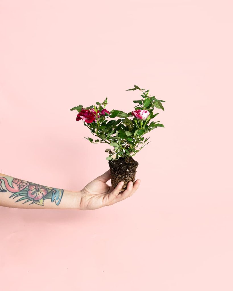 Mini Rosal Variegado | Plantas Naturales | Pur Plant