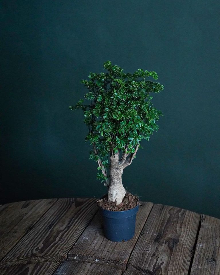 Bonsái Polyscias Fruticosa | Planta Naturales | Pur Plant